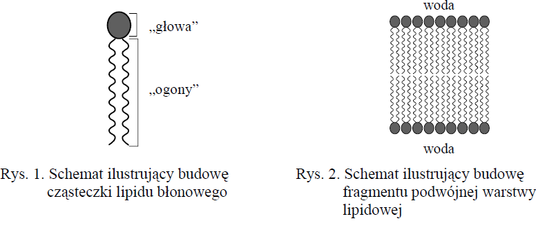 Zadanie - Charakter hydrofilowy czy hydrofobowy? - z odpowiedzią ...